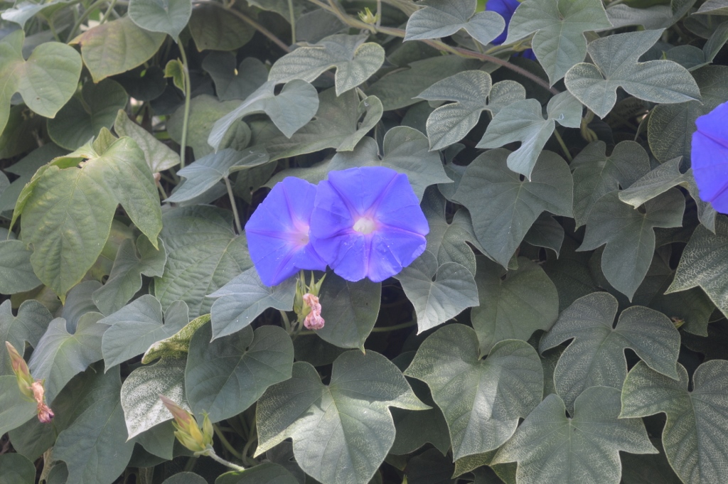 Bloemen – Op reis naar Ithaka